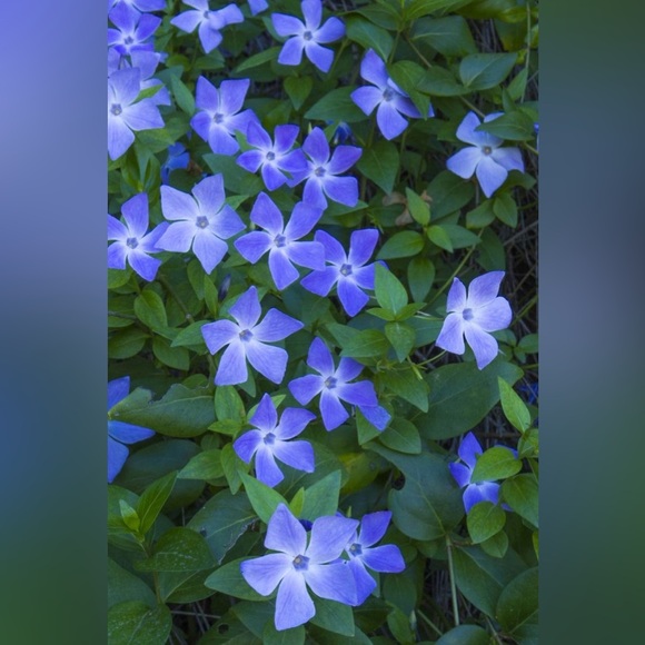 Other | Vinca Major Plant Ground Cover | Poshmark
